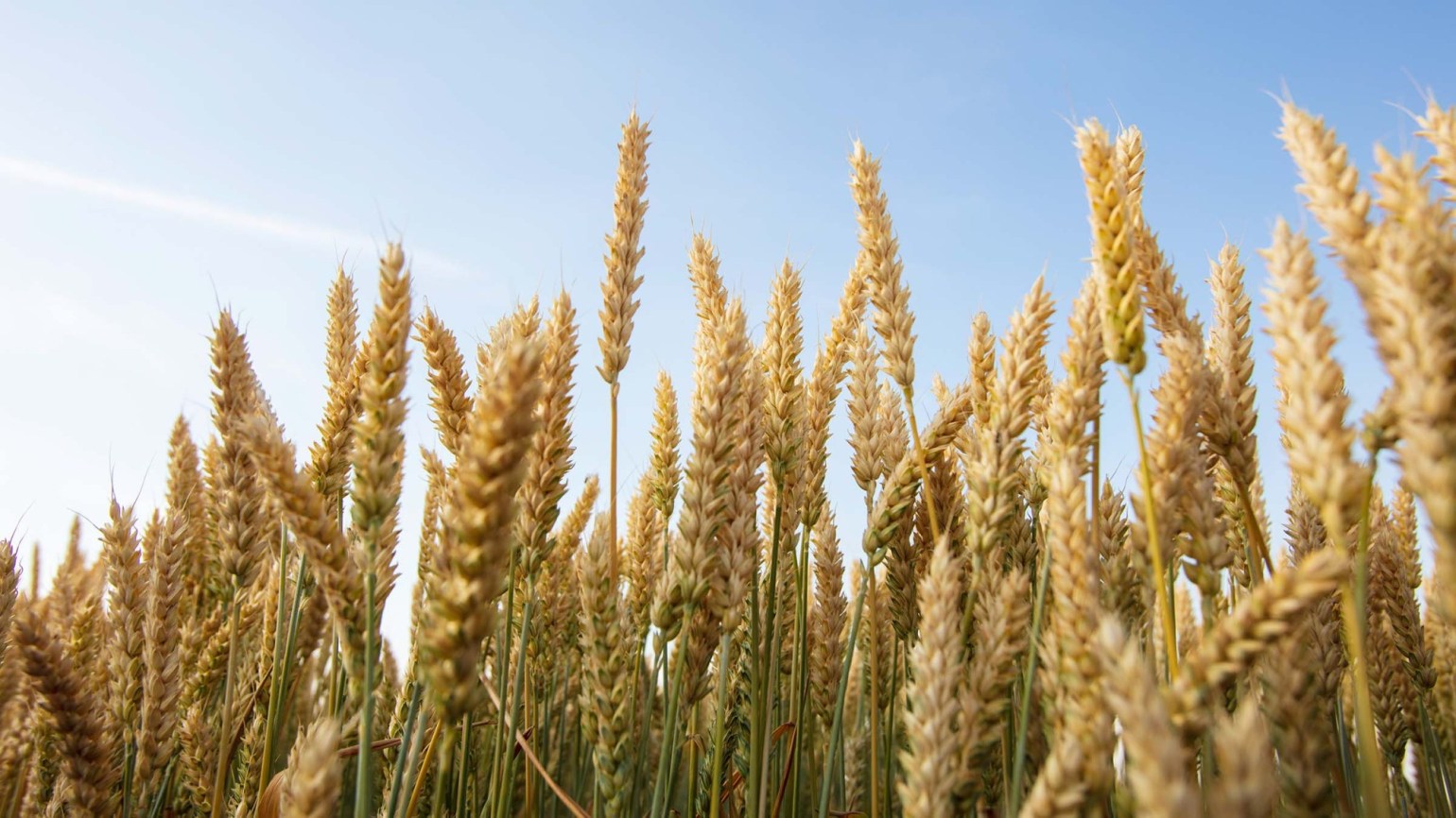 Hvede | Dyrkningsvejledning & sprøjtestrategi