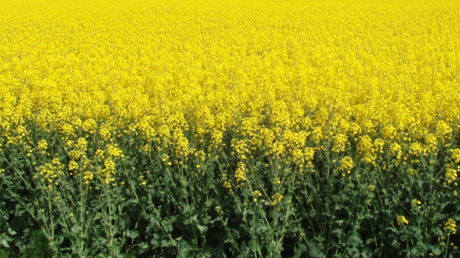 Raps | Dyrkningsvejledning og strategi for planteværn