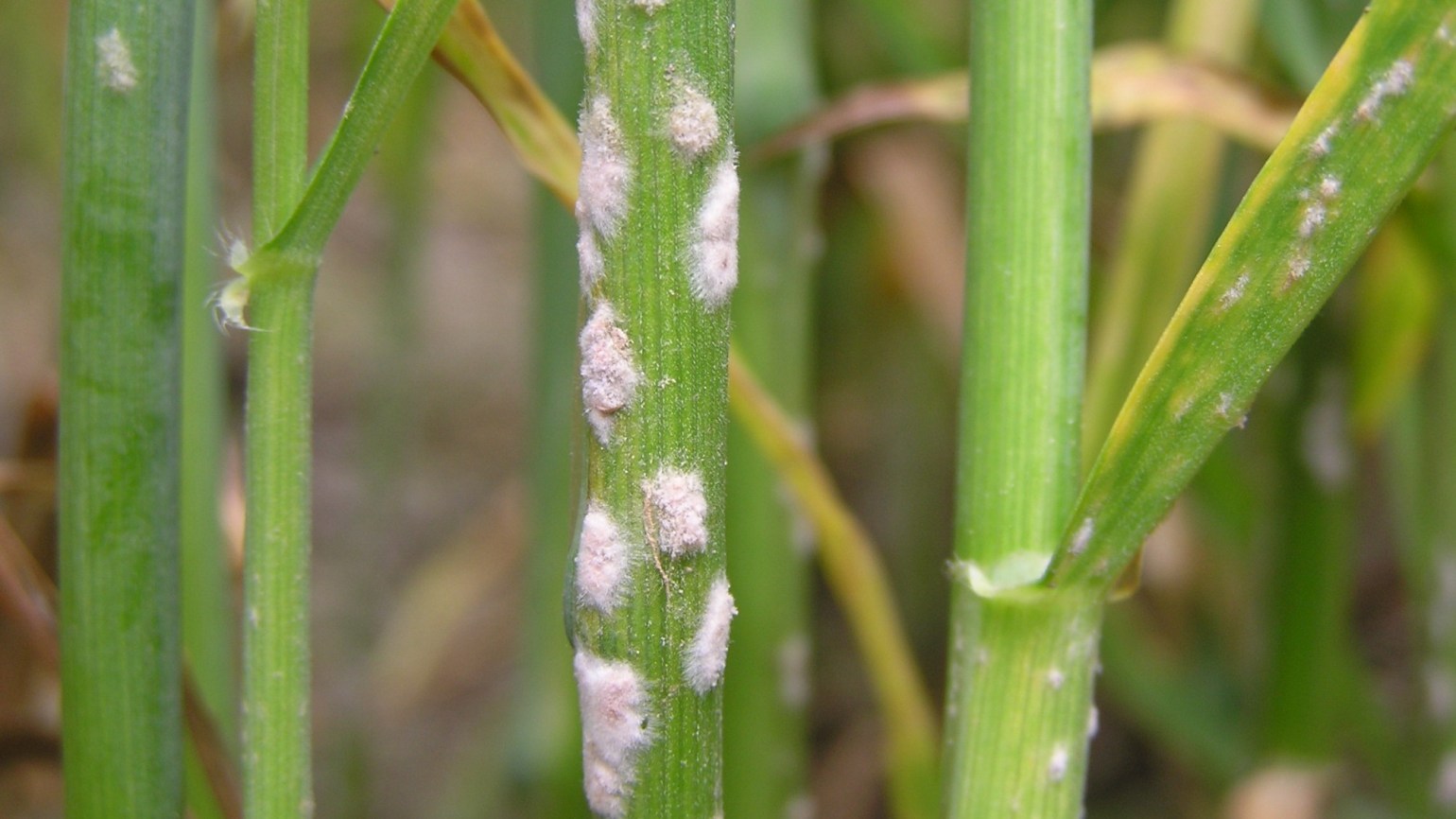 Meldug (Erysiphe graminis) - Skadegøreguiden fra BASF