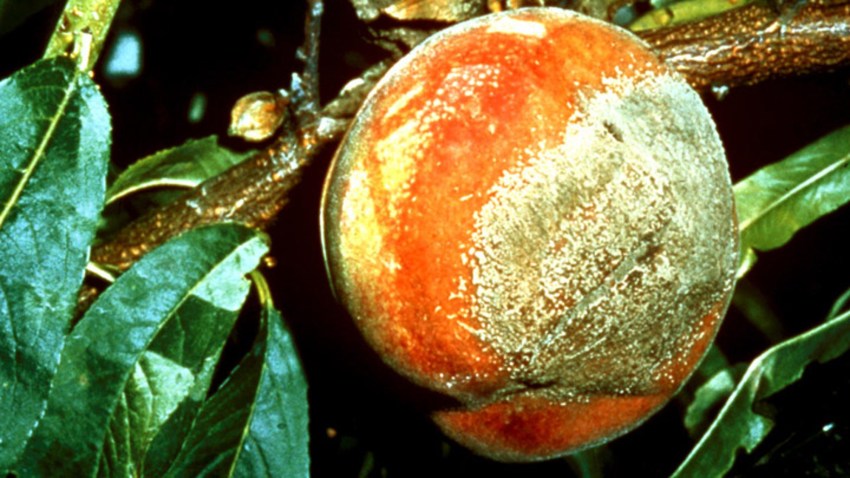 Monilia, Grå - BASF Agricultural Solutions Danmark